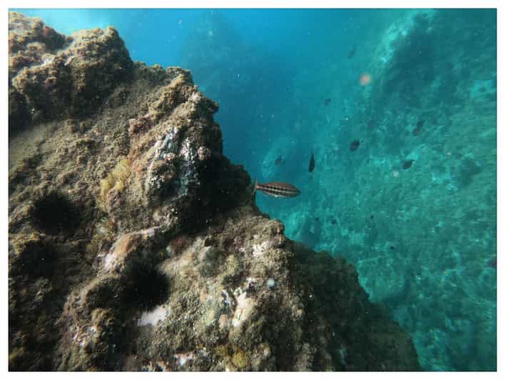 Nerja: Cliffs of Maro-Cerro Gordo Kayak Rental for 2 People | GetYourGuide