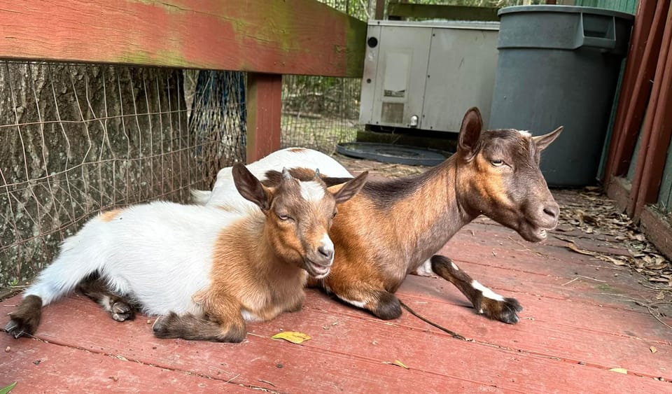 Houston: Adorable mini goats experience e | GetYourGuide