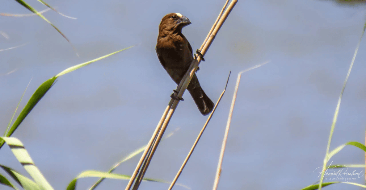 Richards Bay: Isimangaliso Bootstour St. Lucia Estuary Tour | GetYourGuide