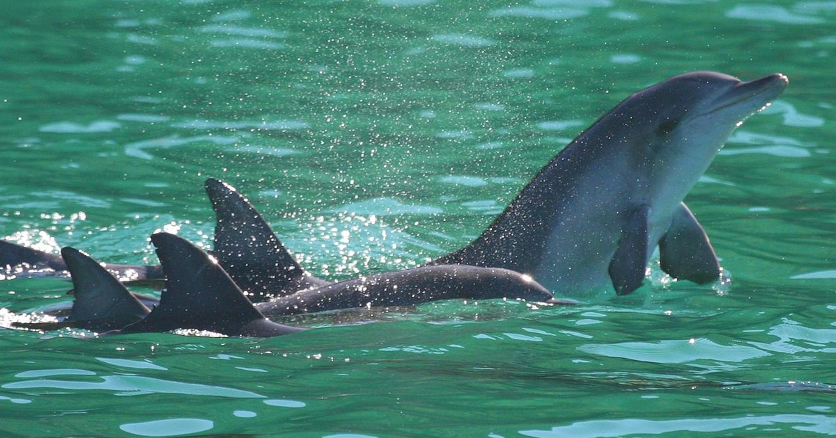 Port Stephens: Delfinbeobachtungstour | GetYourGuide