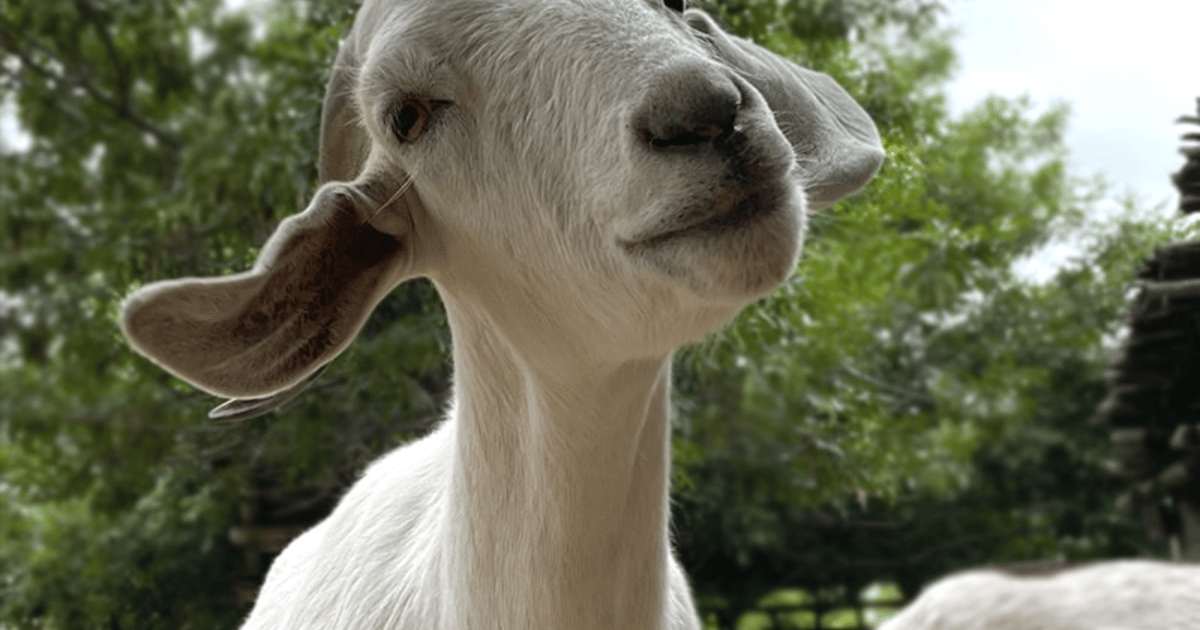 Temaiken BioPark Official Admission Tickets | GetYourGuide