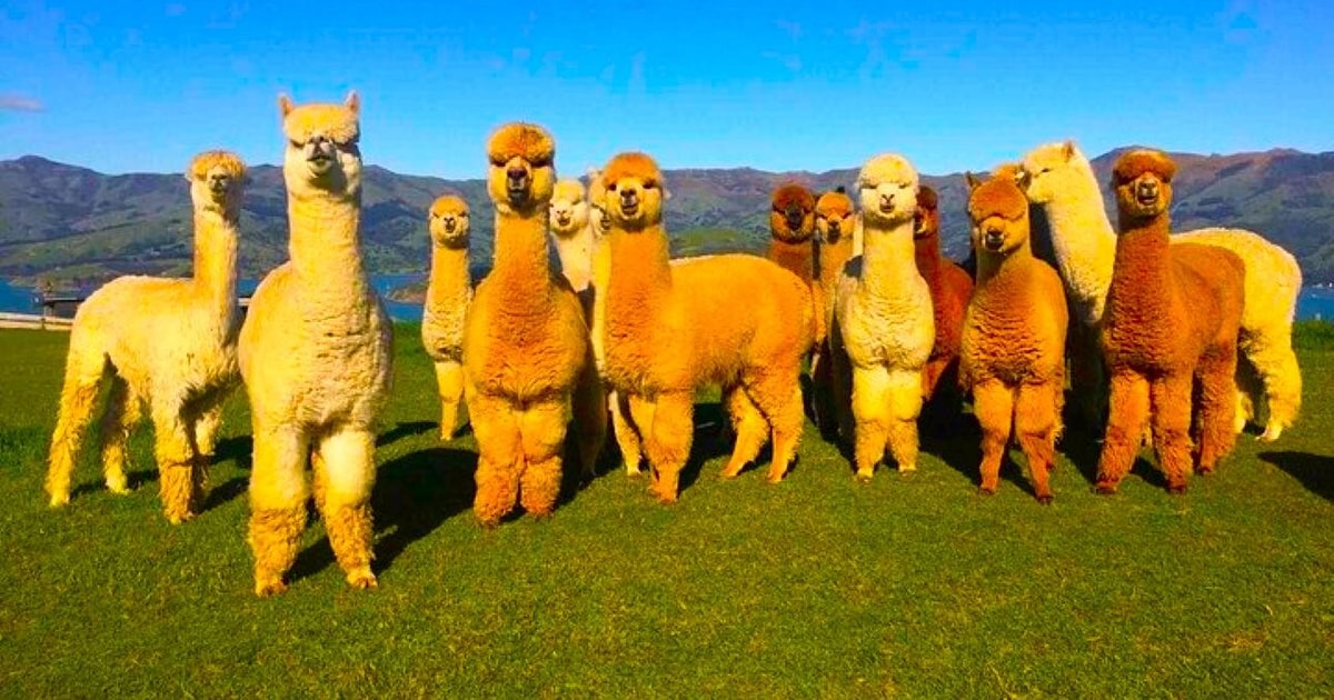 All Inclusive Shamakhi Alpaca & Wine Tour | GetYourGuide