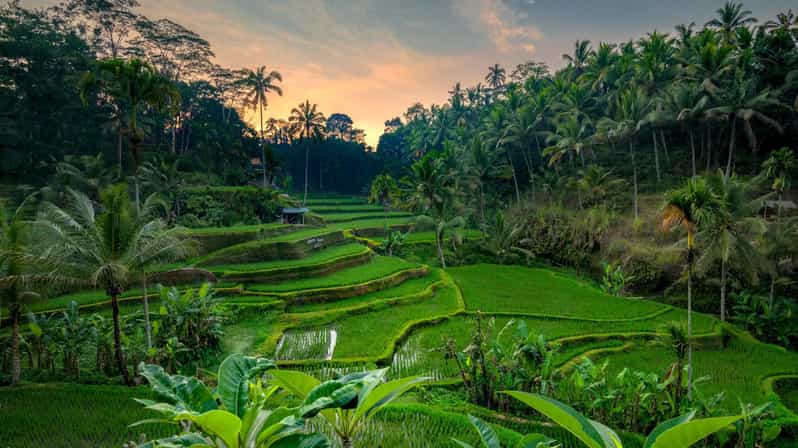 Ubud Tour : Explore the best places in Ubud Area. | GetYourGuide