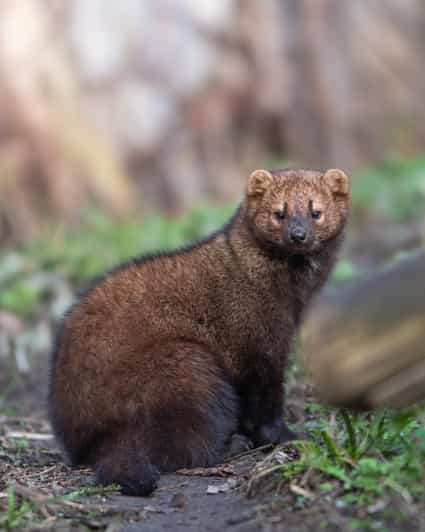 Montreal: Ecomuseum Zoo Entry Ticket | GetYourGuide