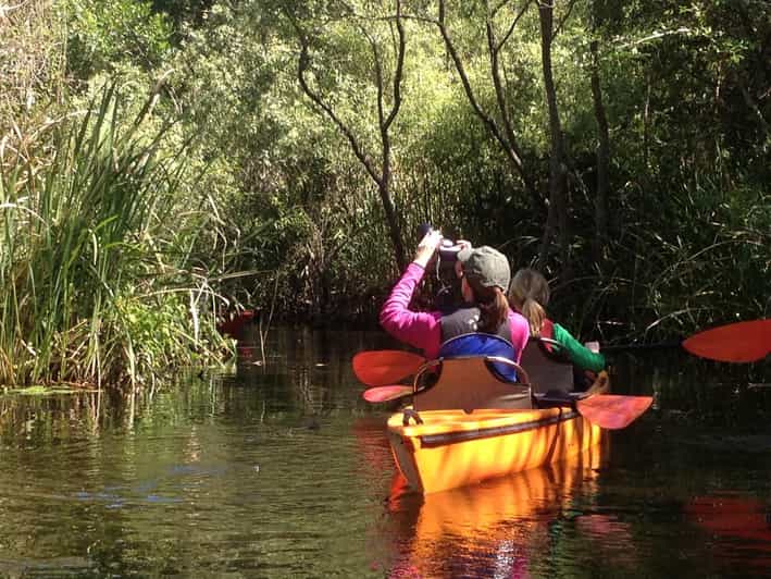 Everglades Kayak Safari Adventure Through Mangrove Tunnels | GetYourGuide