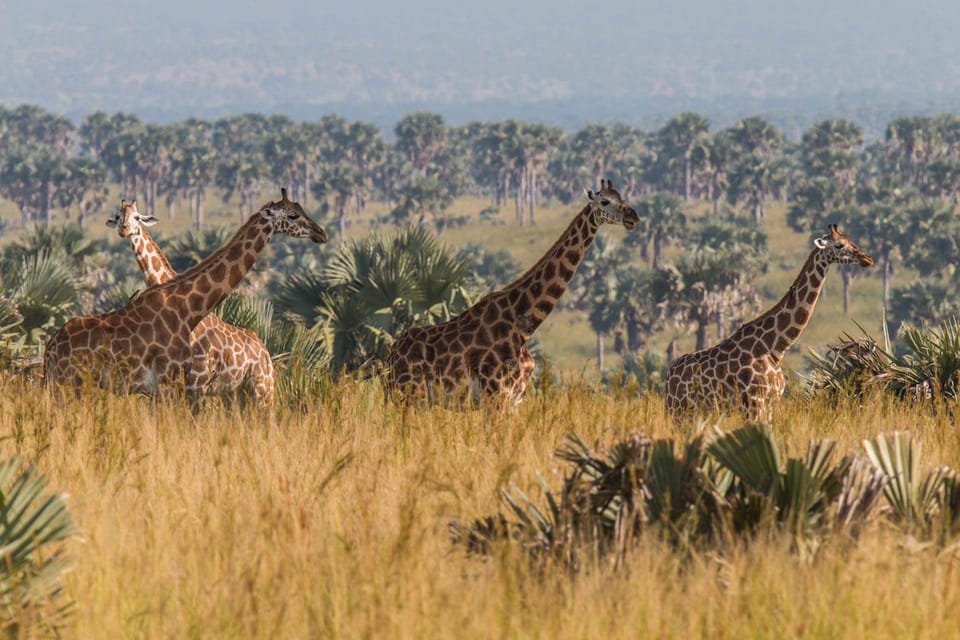 18 Days African Jungle Safari Tour | GetYourGuide