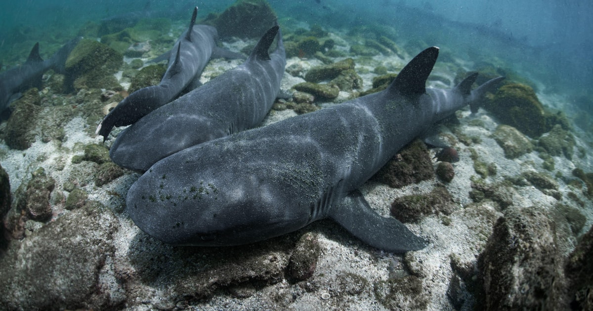 Pinzón Island: Snorkel, Fish, and Relax in Paradise | GetYourGuide