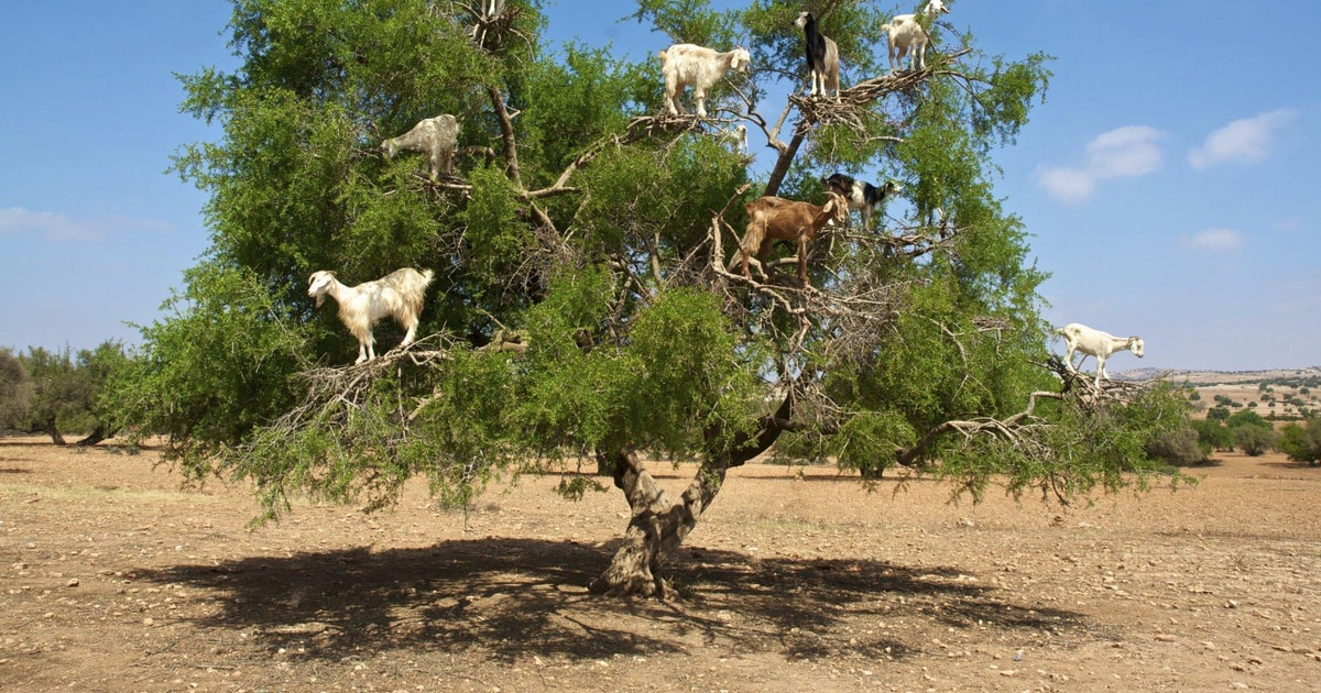 Agadir: Goat on Trees & Crocodile Park including HotelPickup | GetYourGuide