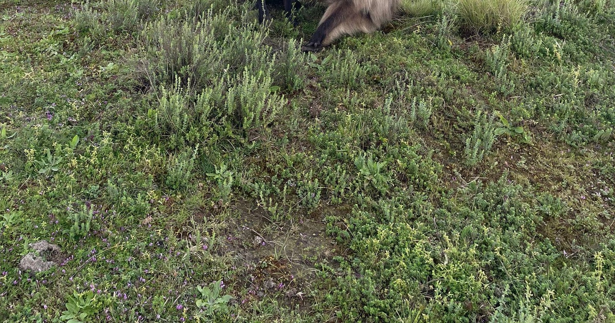 10-Day Simien Mountains Trek: Summit Stunning Ras Dejen | GetYourGuide