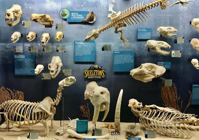 Oklahoma City: SKELETONS: Museum of Osteology Ticket | GetYourGuide