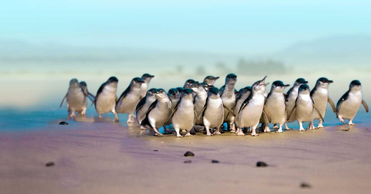 Dunedin Otago Peninsula Evening Watching Blue Penguins | GetYourGuide