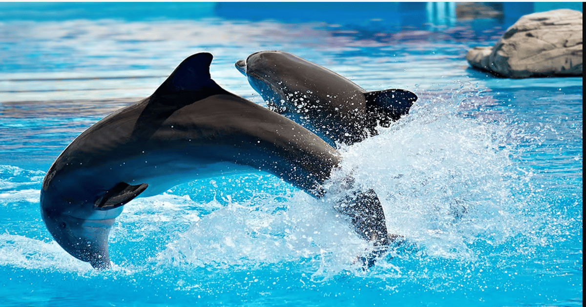1-Hour Show at Dolphin World with Optional Pickup | GetYourGuide
