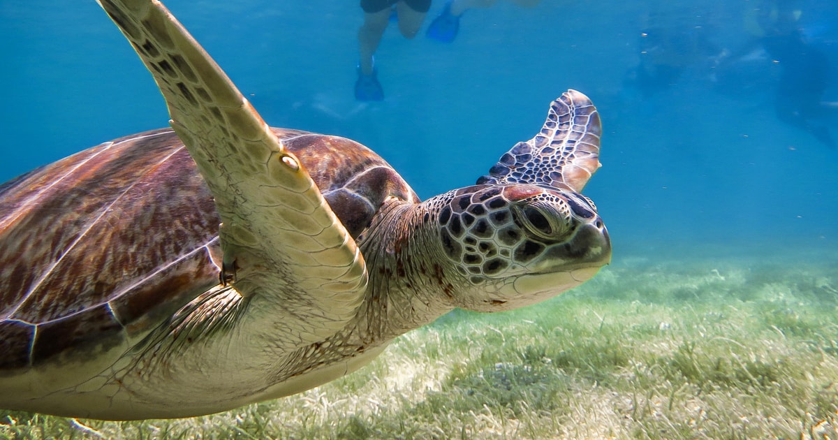 From Cancun/Riviera Maya Snorkel with Sea Turtles & Cenotes | GetYourGuide