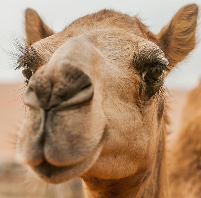 Camel ride on Achakar beach, panoramic sunset and dinner | GetYourGuide