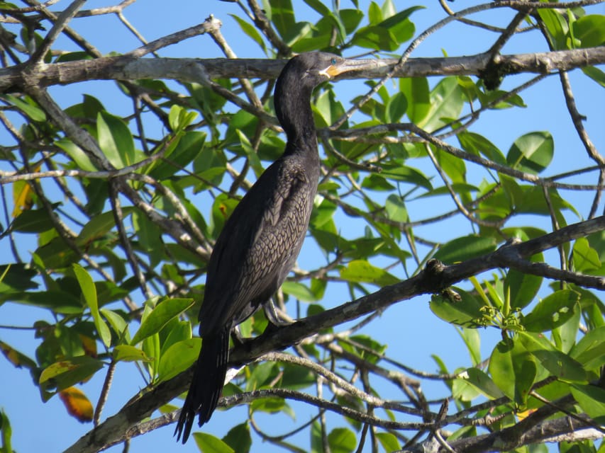 Bird Watching at Juan Castro Blanco National Park | GetYourGuide