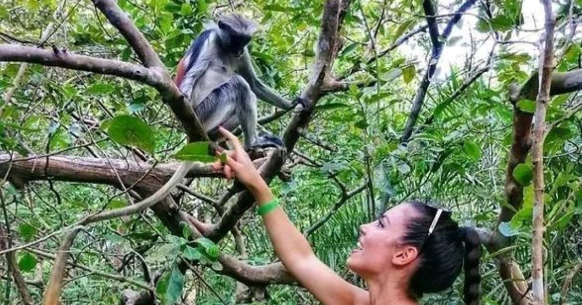 Zanzíbar: Visita guiada a los monos colobos rojos del bosque de Jozani ...