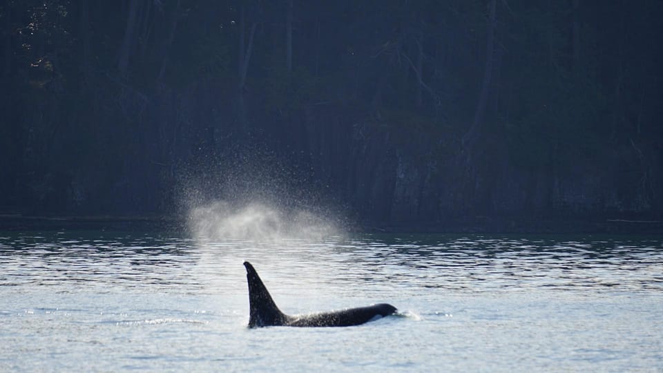 Orca Whales guaranteed boat tour near Seattle | GetYourGuide