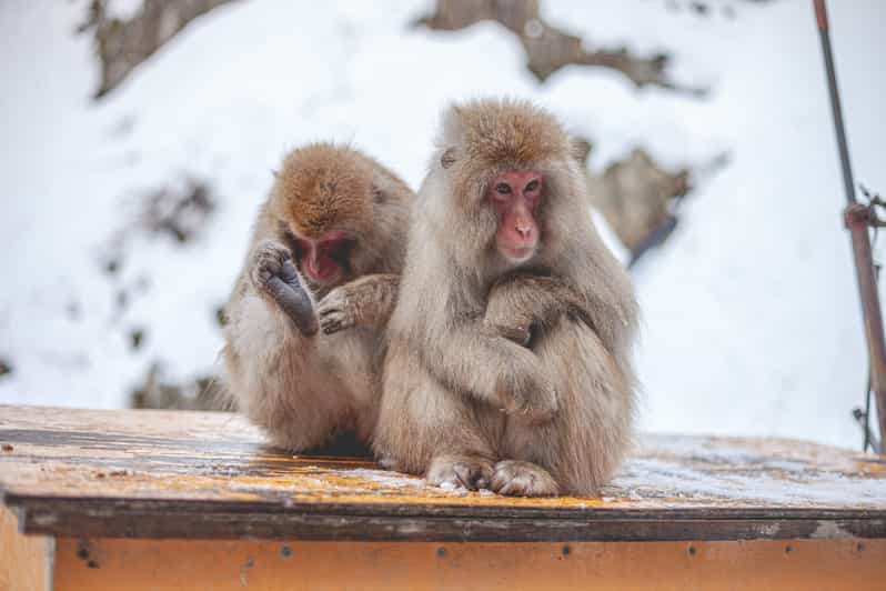 Tokyo: Snow Monkeys & Zenkoji Temple Unforgettable Day Tour | GetYourGuide