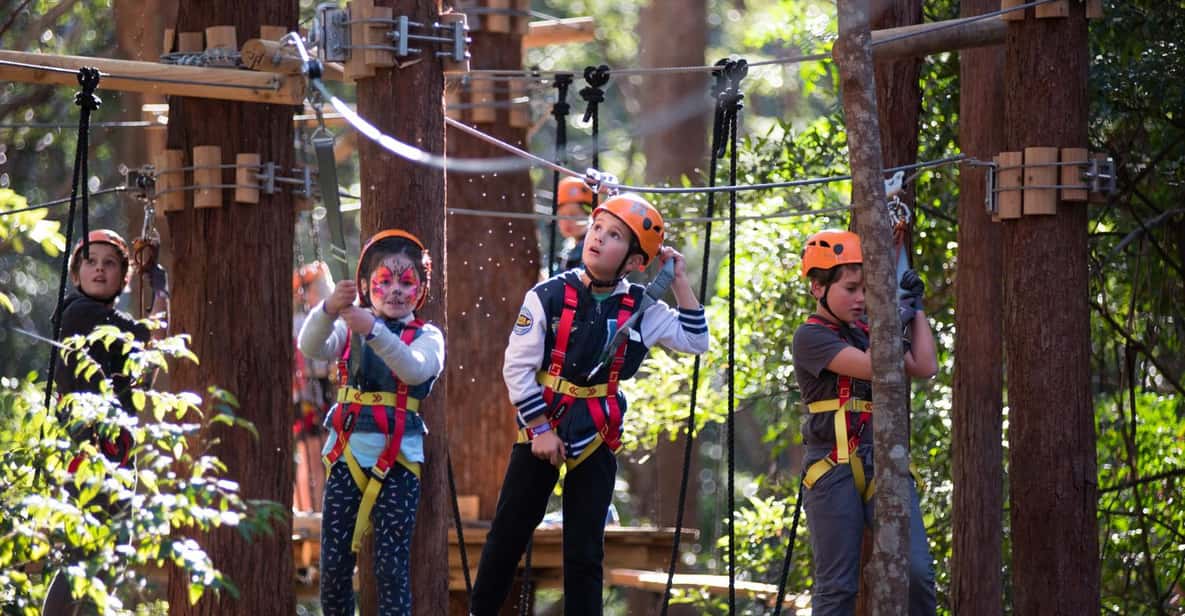 Coffs Harbour: Junior Tree Ropes Course | GetYourGuide