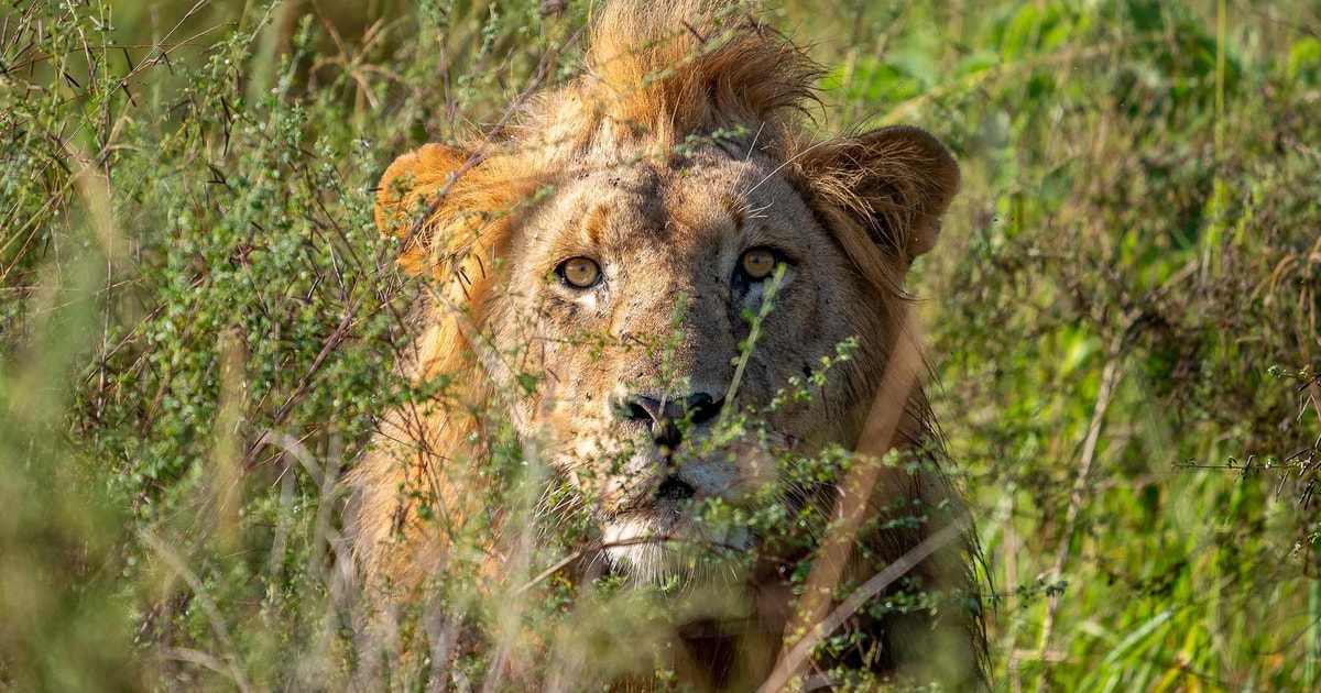 Safari de 3 jours dans le parc national de l'Akagera et le lac Muhazi ...