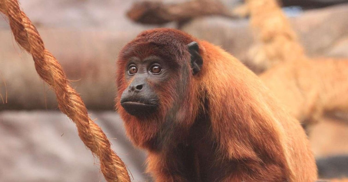 Amazonas 2 días 1 noche | GetYourGuide