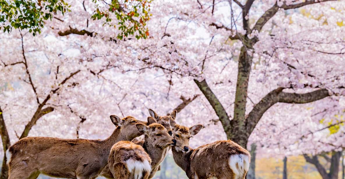 Kyoto & Nara: See Kinkakuji, Bamboo Forest & Nara Deer Park | GetYourGuide