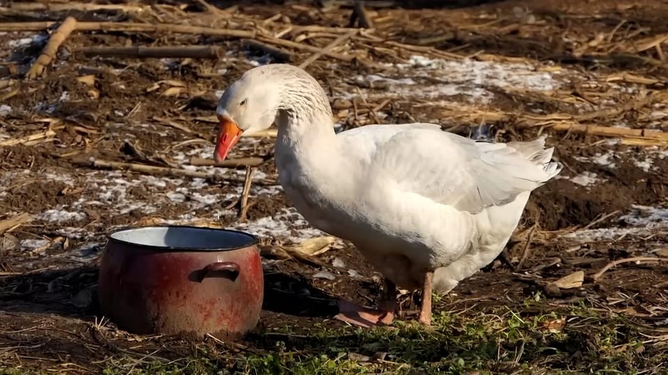 Shutka – The Gypsy Capital of the World | GetYourGuide