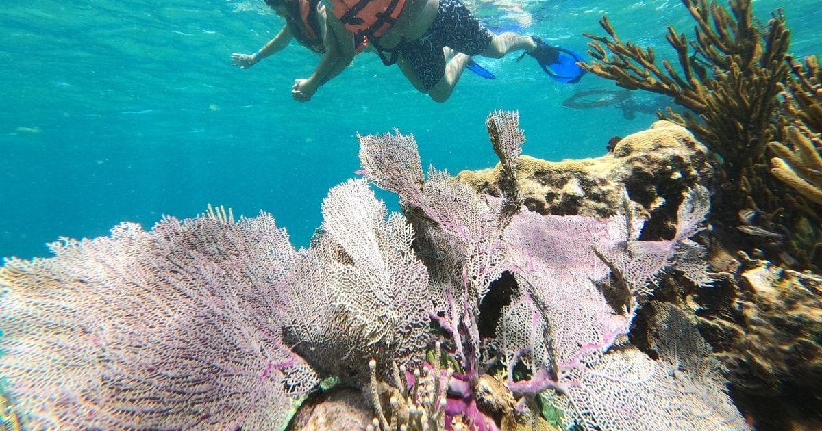 Puerto Morelos: Reef Snorkeling Adventure with transport | GetYourGuide