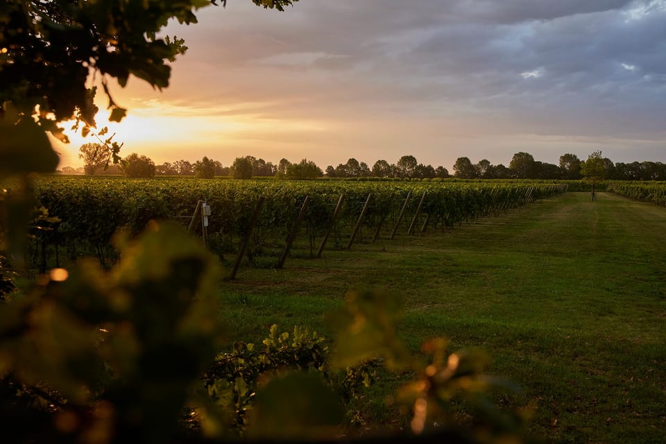 Veneto: Vineyard Tour with Wine Tasting | GetYourGuide