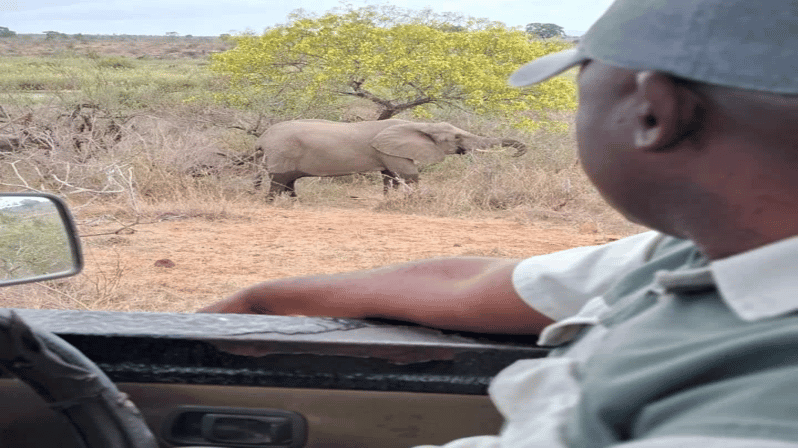 Maputo: Kruger National Park Day Trip | GetYourGuide