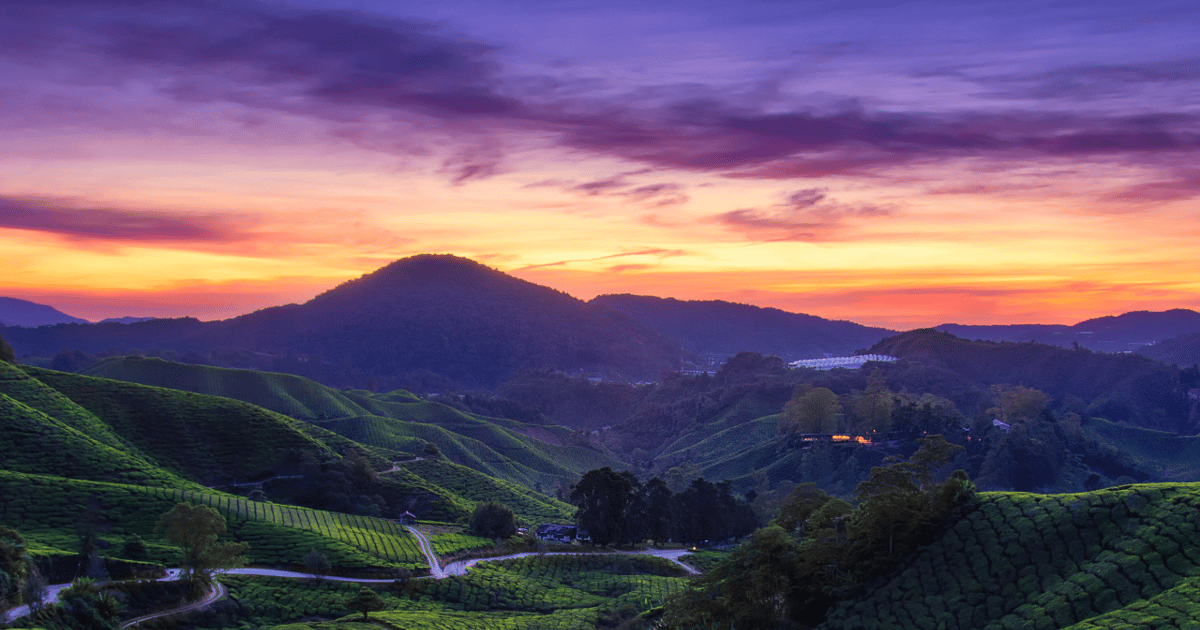 Von KL: Cameron Highlands mit BOH Habu & Sungei Tea Visit | GetYourGuide