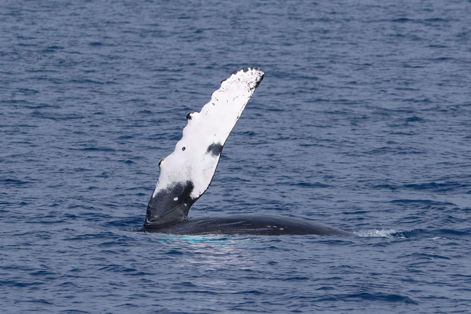 Isla Grande: Avistamiento de Ballenas en la Super Balsa de Kona ...