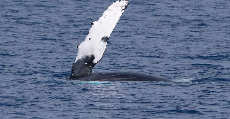 Big Island: Kona Super Raft Whale Watch | GetYourGuide
