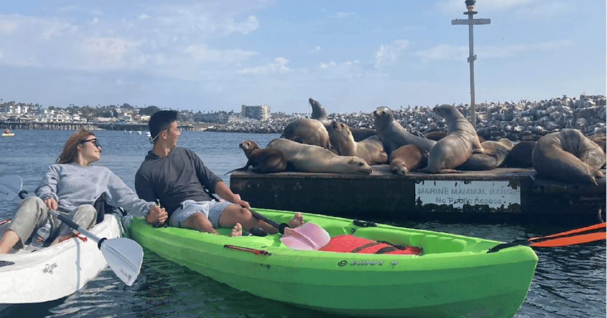 Redondo Beach: Kayak & Snorkel with Sea Lions Tour | GetYourGuide
