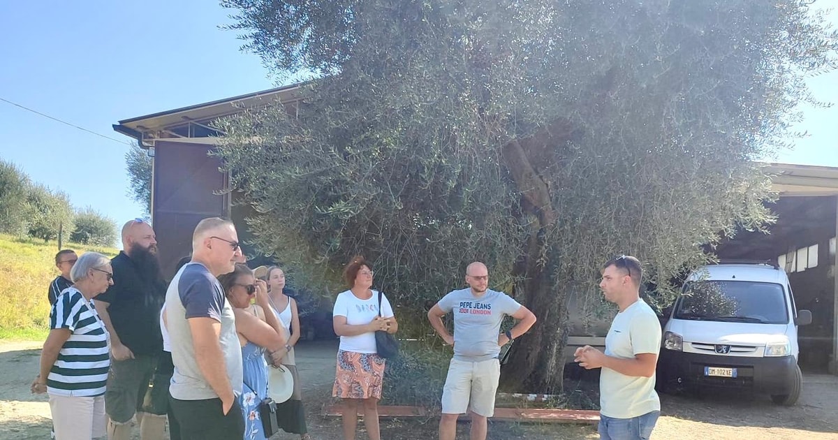 Seggiano: Typical Tuscan Farm Tour with Olive Oil Tasting | GetYourGuide