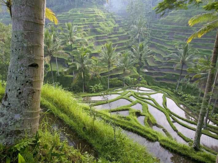 Bali: Cretya Ubud, Water Temple, & Waterfall - Private Tour | GetYourGuide