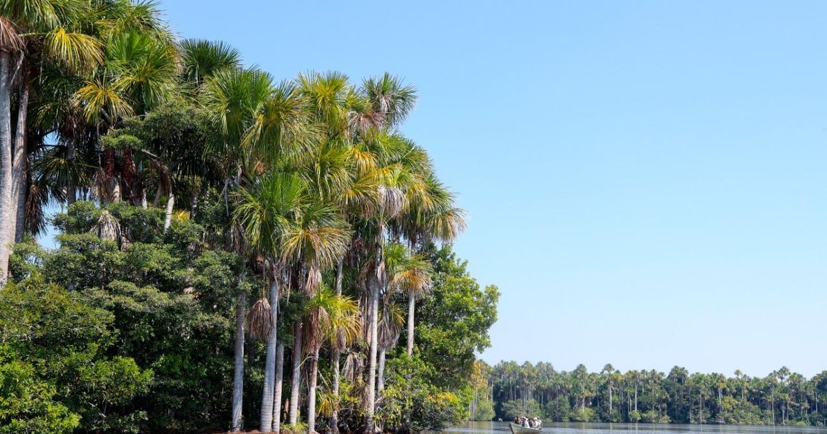 Tambopata |Lake Sandoval 4D /3N | GetYourGuide