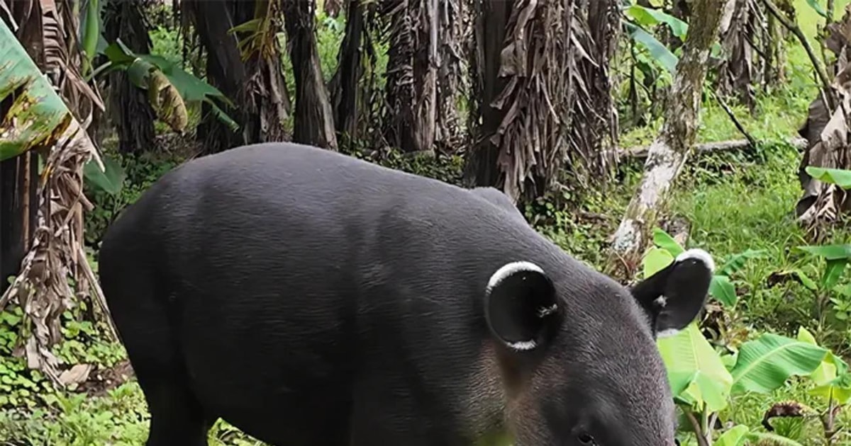 La Fortuna: Guaranteed Tapir Watching Tour near Tenorio Volcano ...