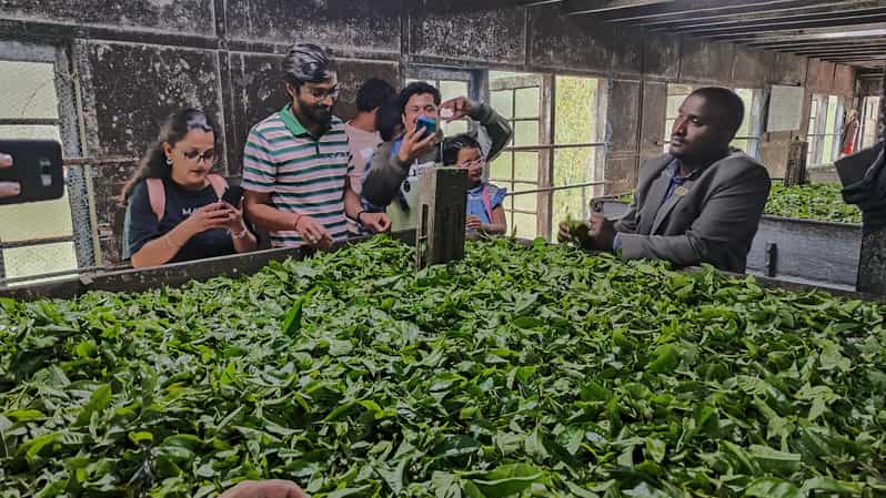 Munnar: Tea trail, Tea Factory, and Tea Tasting Tour | GetYourGuide
