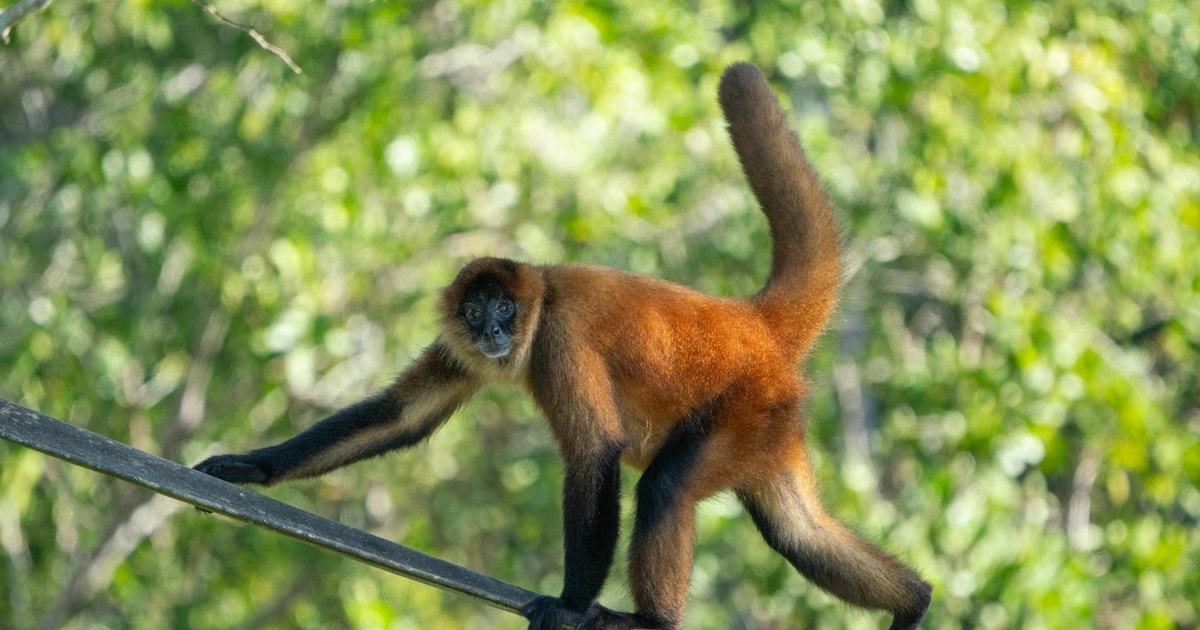 Naples Zoo at Caribbean Gardens Admission Ticket | GetYourGuide