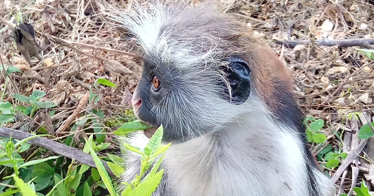 jozani forest and jozani retile park with mtende beach | GetYourGuide