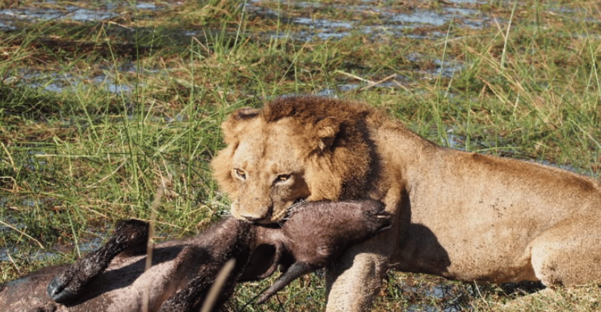 Moremi Game Reserve Day Trip | GetYourGuide