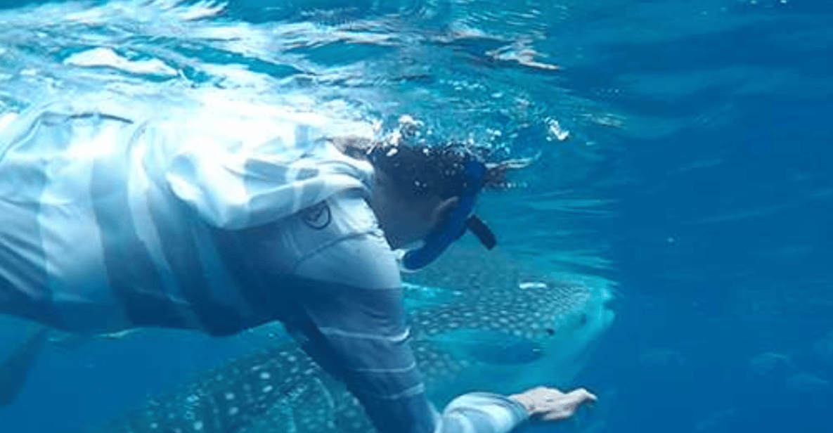 Cebu: Oslob Whaleshark Experience Shared Tour | GetYourGuide