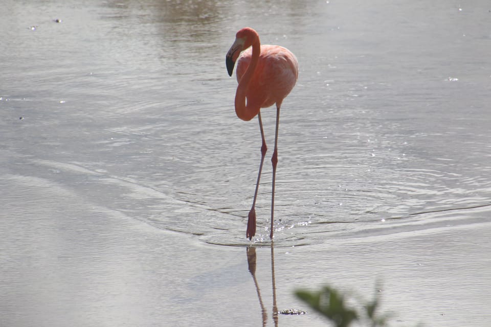 From Pto Ayora: Day tour to Floreana & Cormorant Point | GetYourGuide