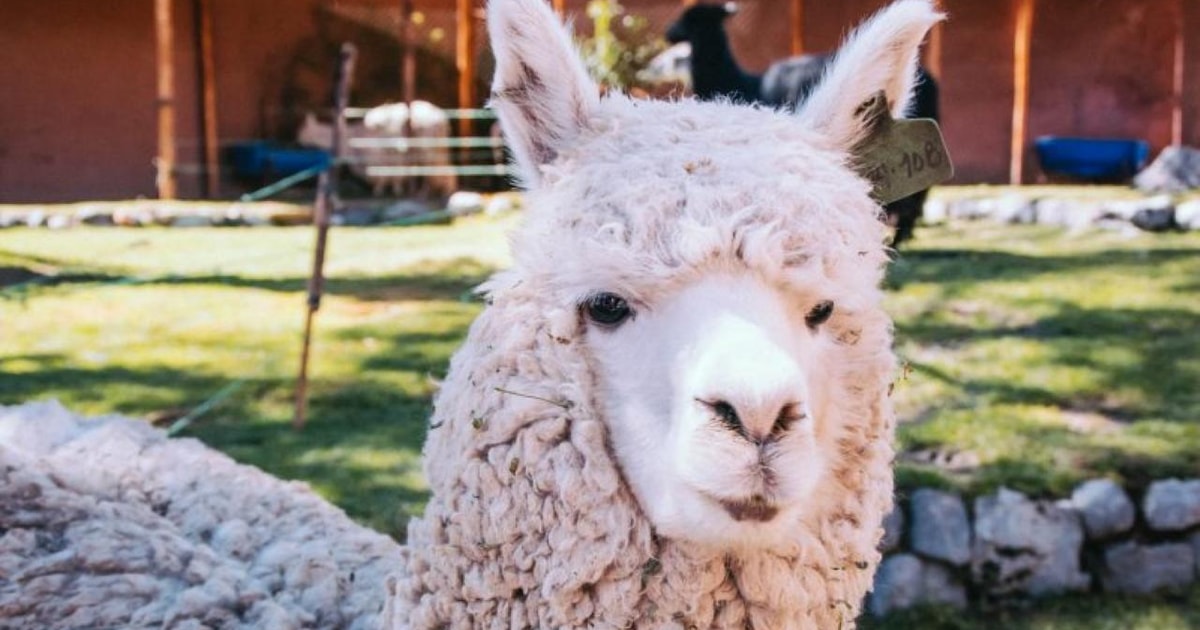 Arequipa Tour + Alpaca World | GetYourGuide