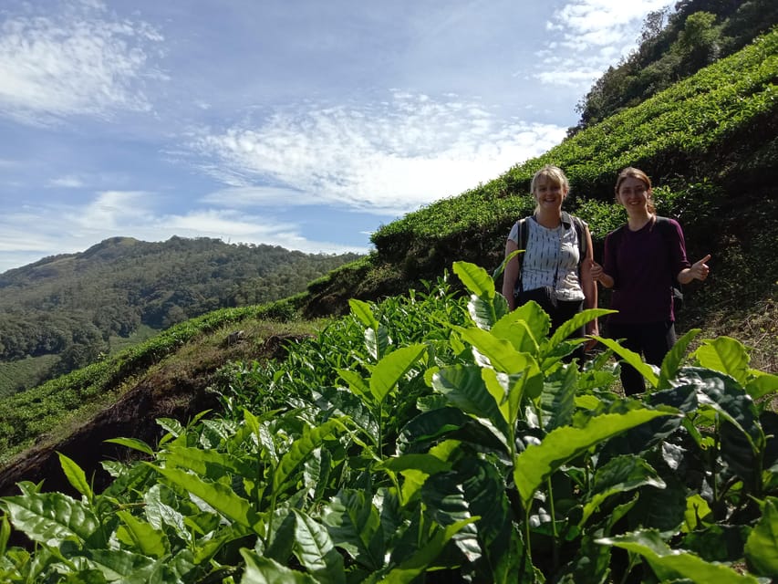 Munnar Tea Trek | GetYourGuide