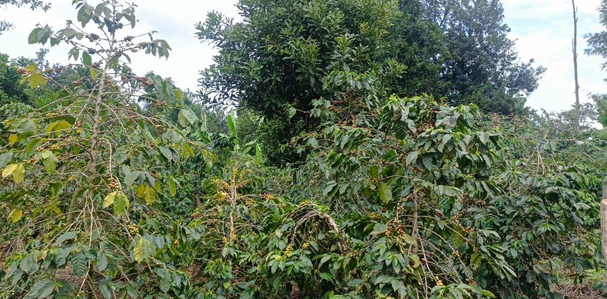 Embu: Kenyan Coffee and Tea Factory Tour with Tasting | GetYourGuide