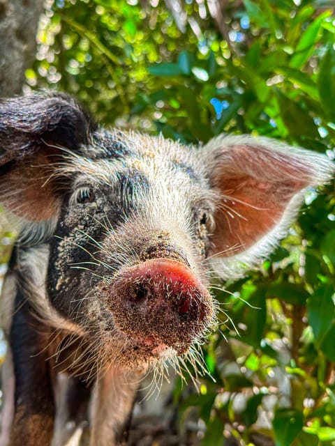 Nassau: Sun Cay and Swimming Pigs Boat Trip with Lunch | GetYourGuide