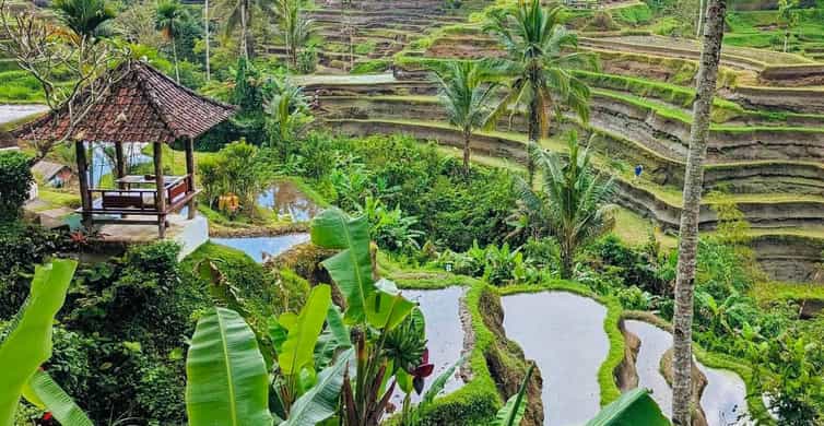 Bali: Ubud Monkey Forest, Rice Terraces, and Waterfall Tour | GetYourGuide