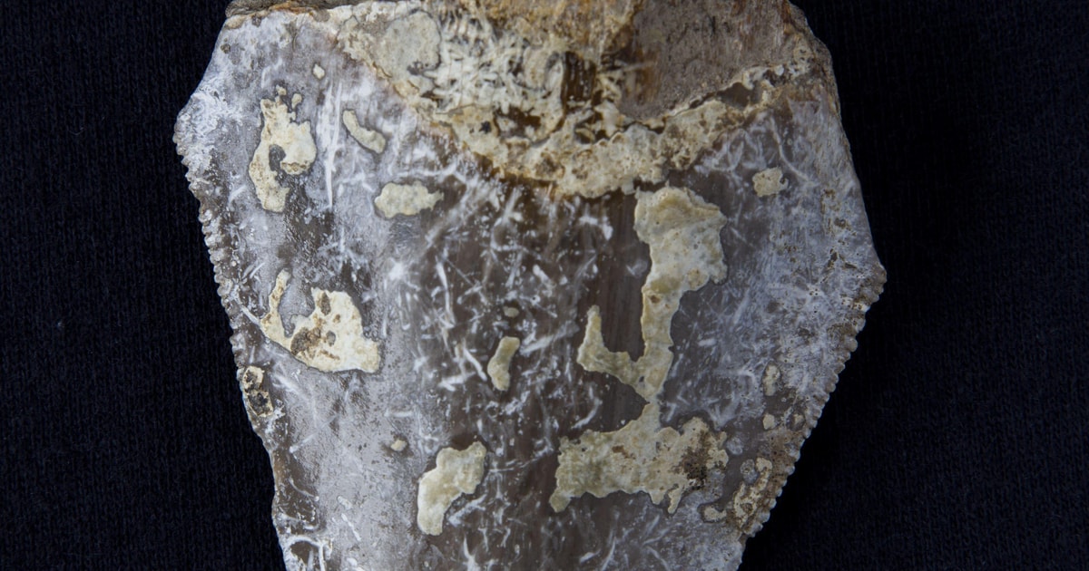 Genoni: Ticket de entrada al Museo PARC | GetYourGuide